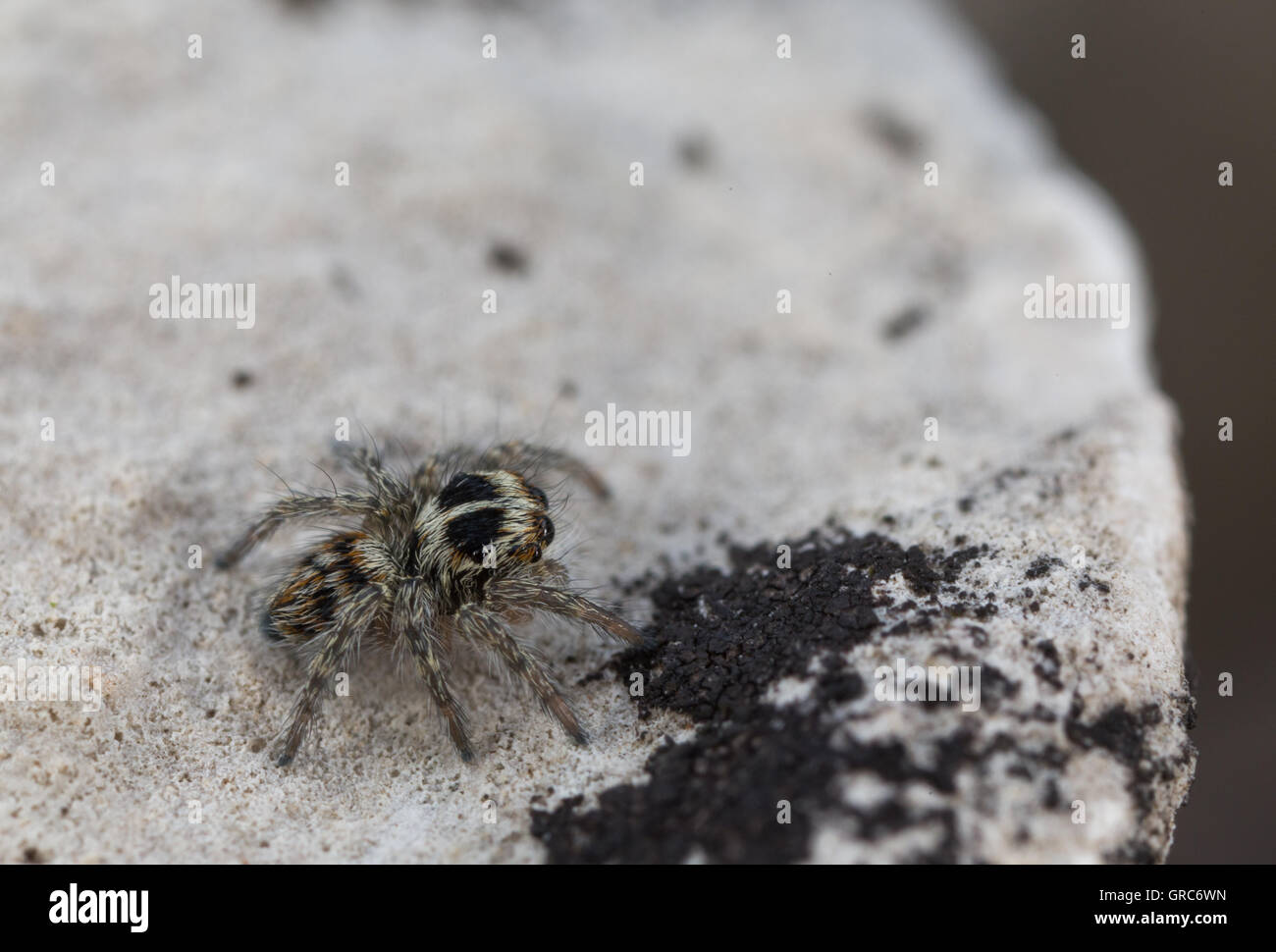 Jumping Spider, Philaeus Chrysops Stock Photo - Alamy