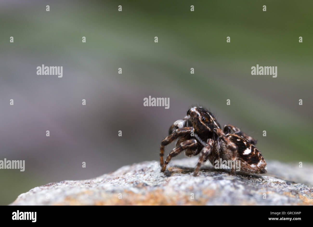 Jumping Spider Sitticus Rupicola, Male Stock Photo - Alamy