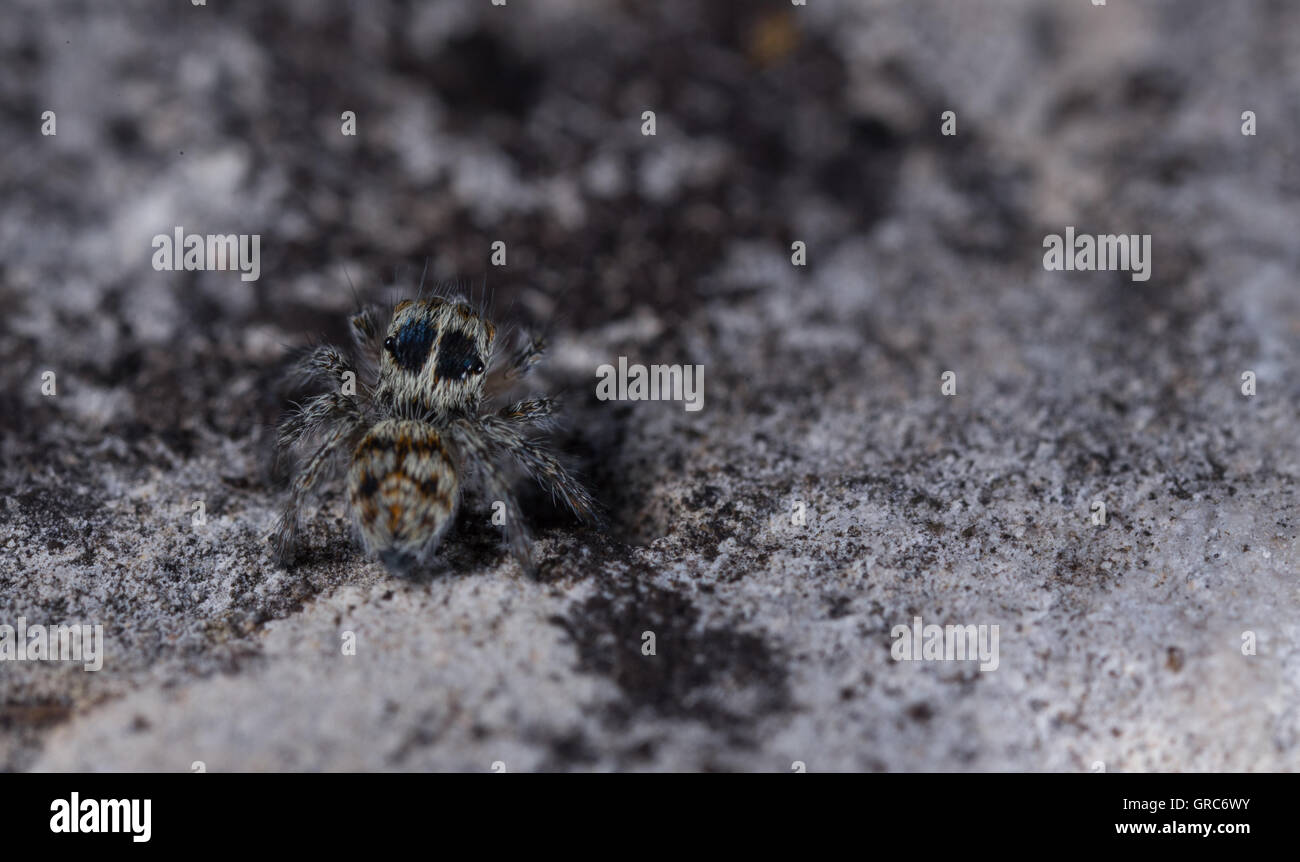 Jumping Spider, Philaeus Chrysops Stock Photo - Alamy