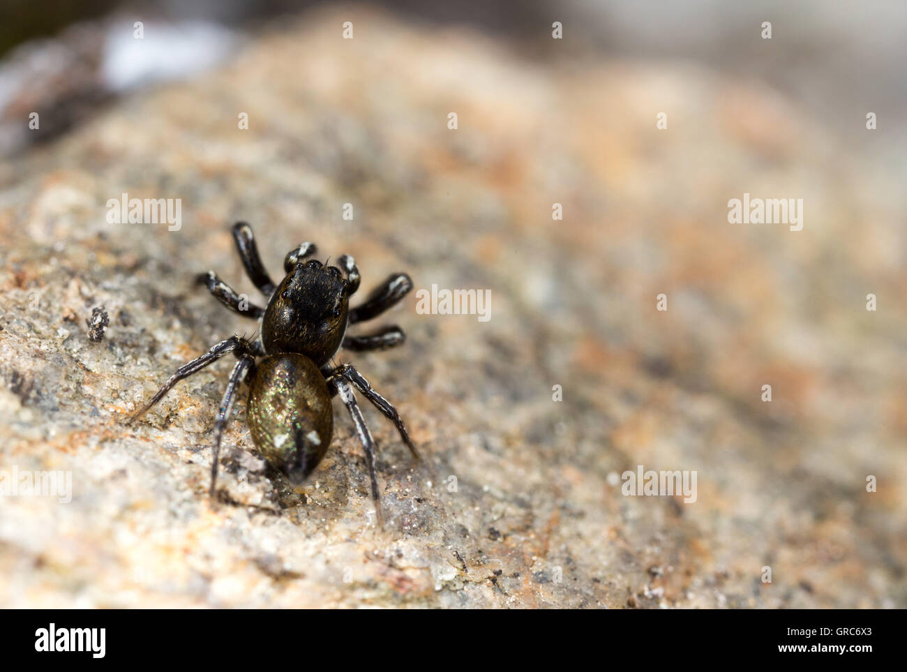 Jumping Spider Heliophanus Aeneus, Male Stock Photo - Alamy