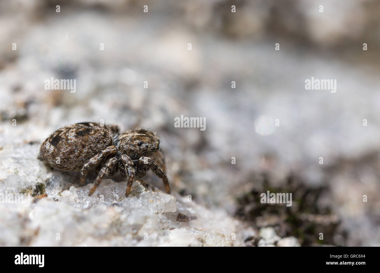 Jumping Spider Sitticus Rupicola, Female Stock Photo - Alamy