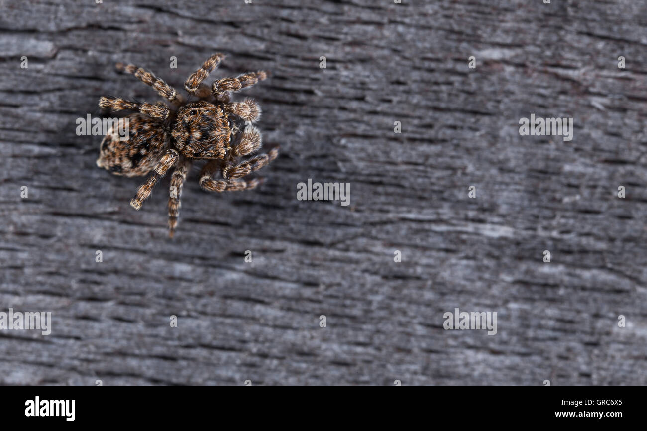 Sitticus Pubescens High Resolution Stock Photography and Images - Alamy