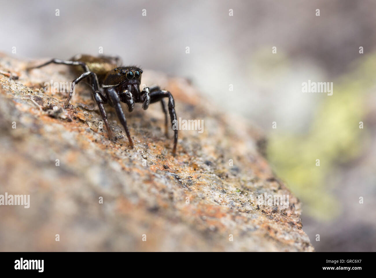 Jumping Spider Heliophanus Aeneus, Male Stock Photo - Alamy