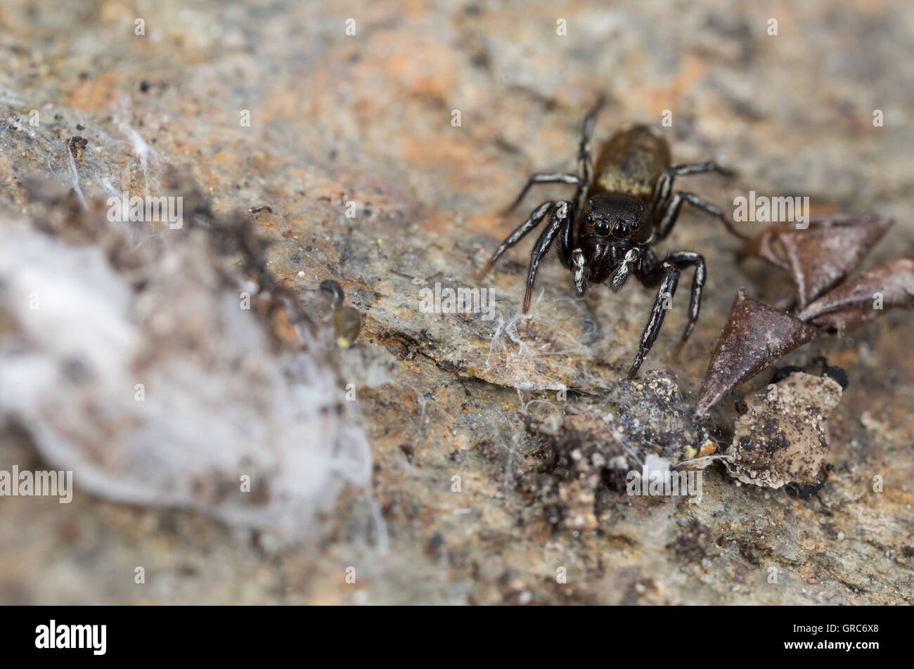 Jumping Spider, Heliophanus Aeneus, Male Stock Photo - Alamy