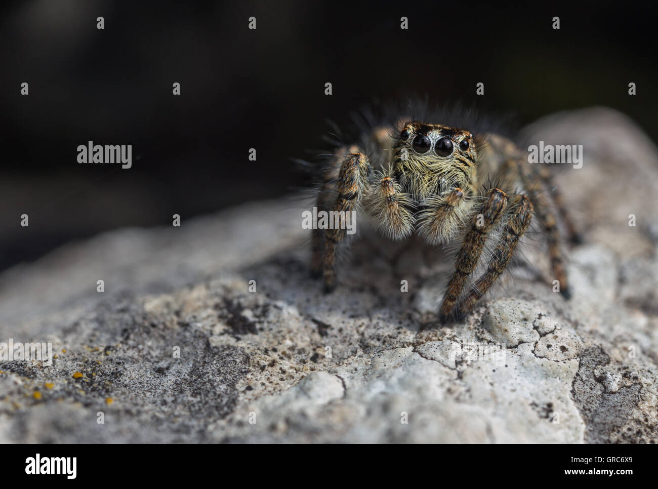 Jumping Spider Philaeus Chrysops, Female Stock Photo - Alamy