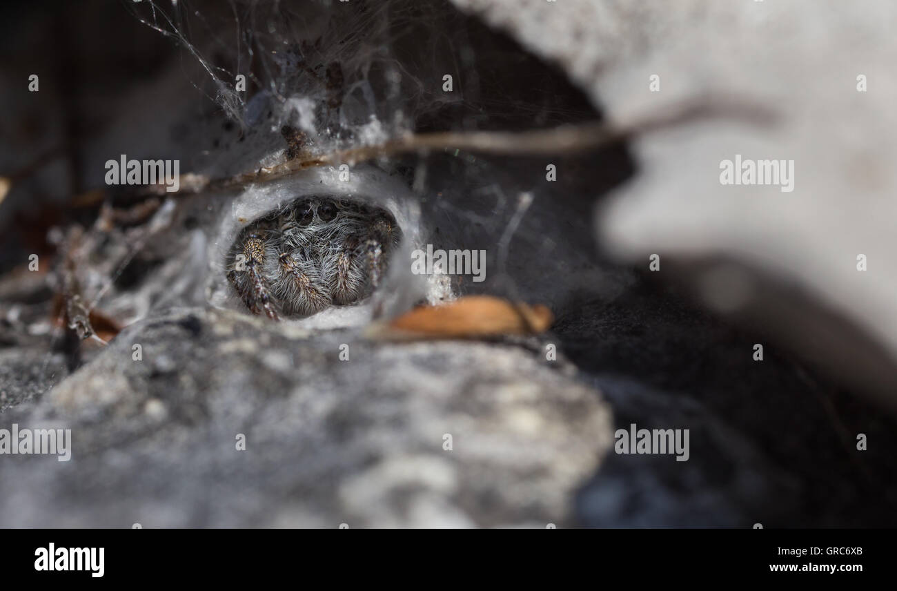 Jumping Spider Philaeus Chrysops, Female Stock Photo - Alamy