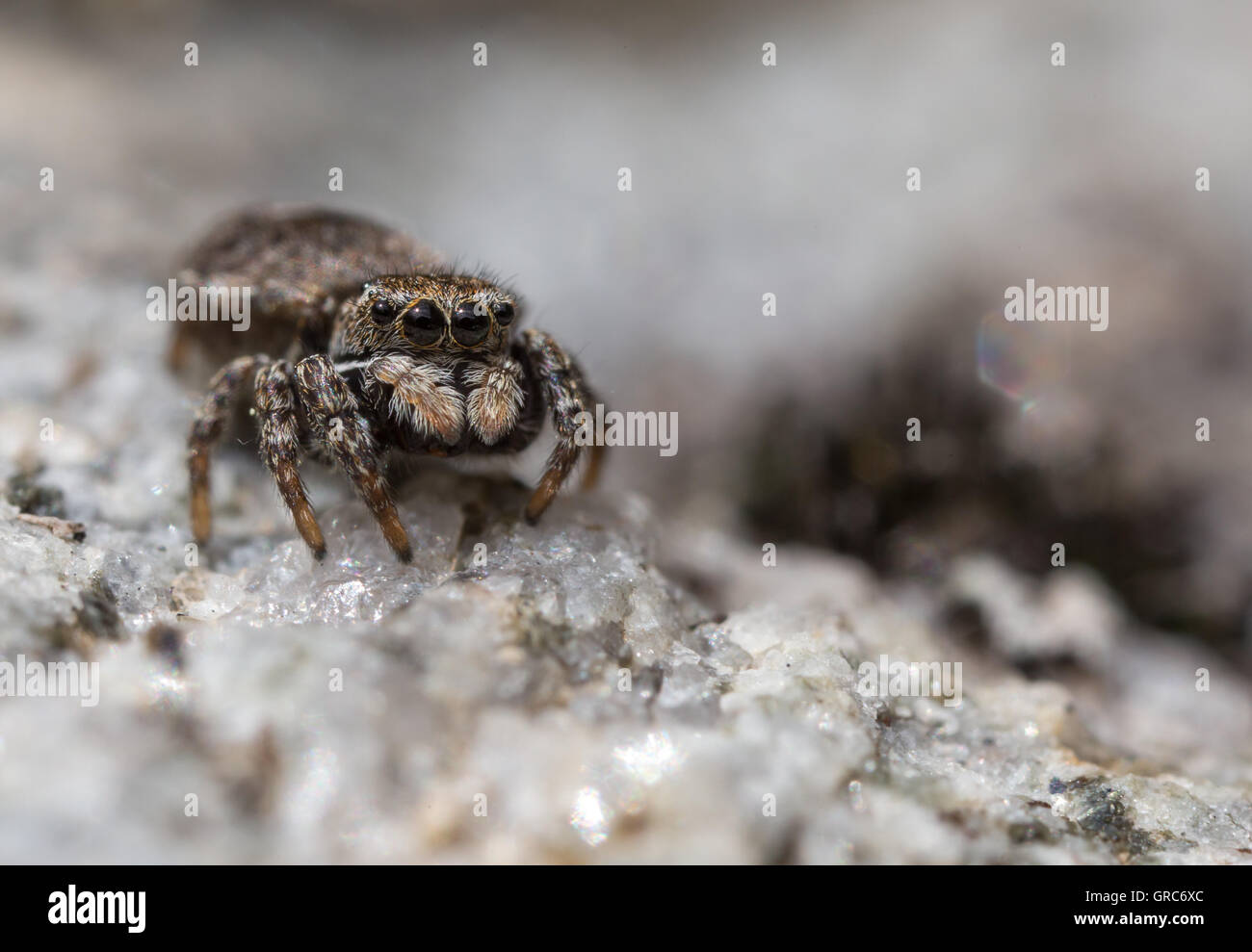 Jumping Spider Sitticus Rupicola, Female Stock Photo - Alamy