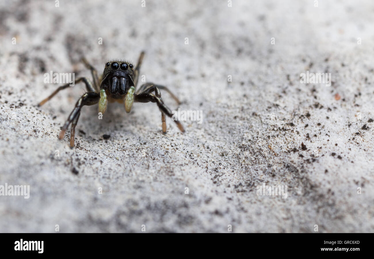 Jumping Spider Heliophanus Aeneus, Male Stock Photo - Alamy