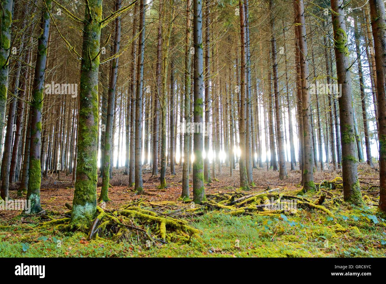 Trees In The Forest Stock Photo - Alamy