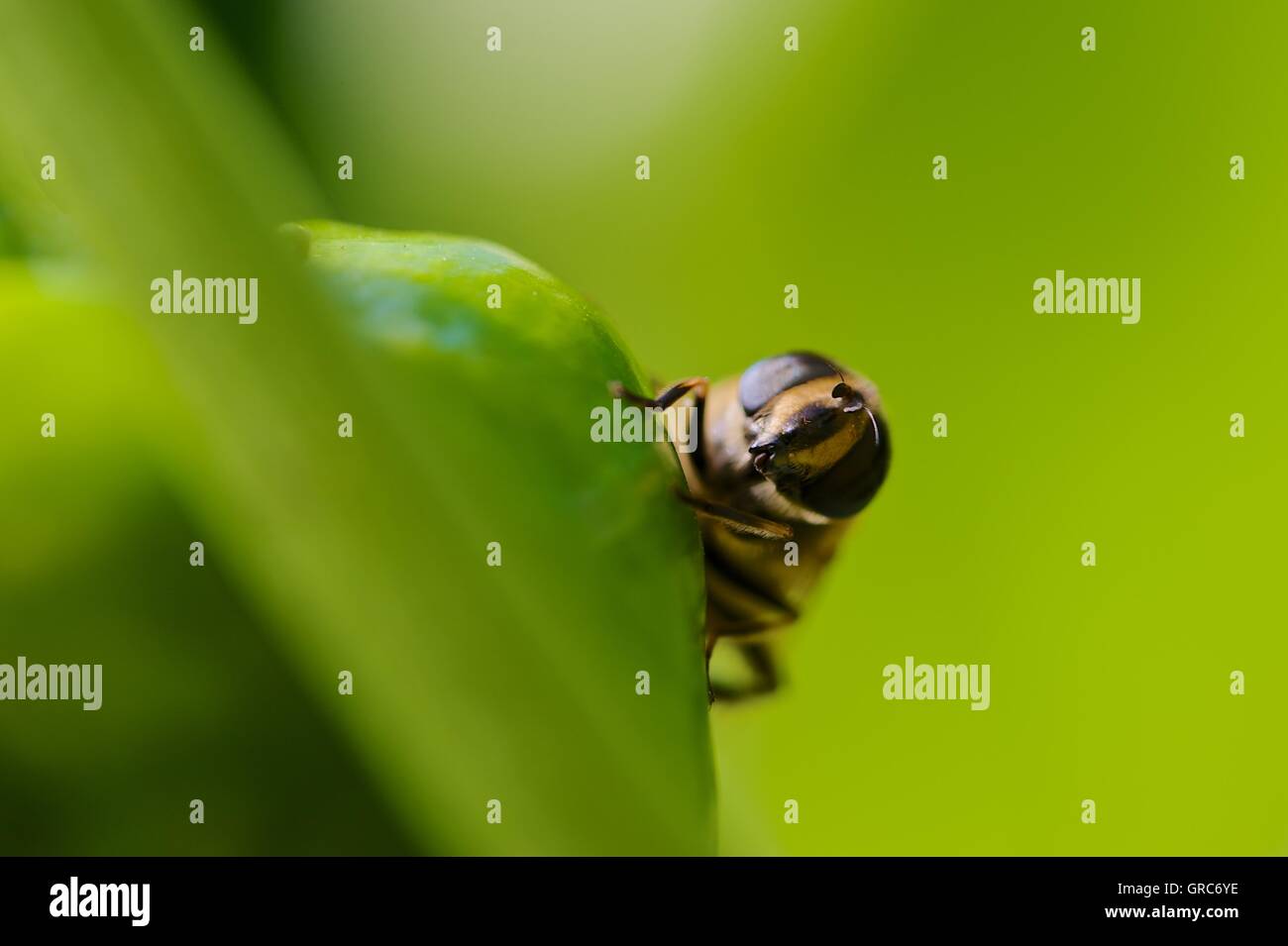 Pepper plant insect hi-res stock photography and images - Alamy