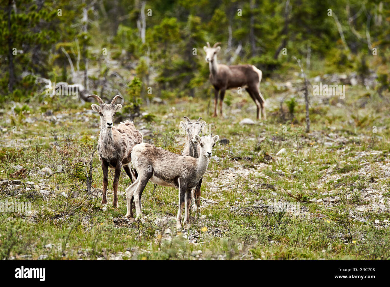 Goat family hi-res stock photography and images - Alamy