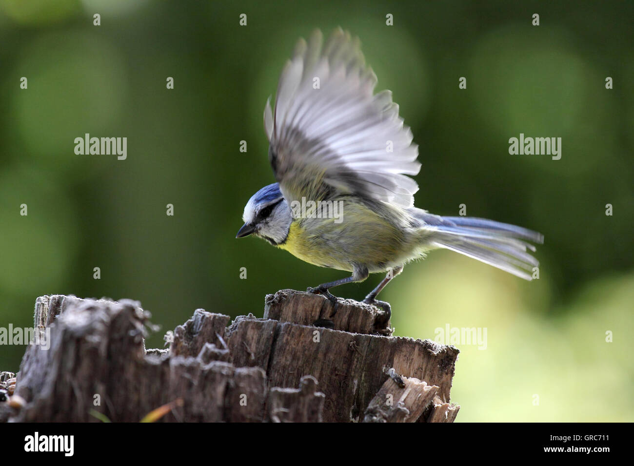 Flittering Blue Tit Stock Photo - Alamy