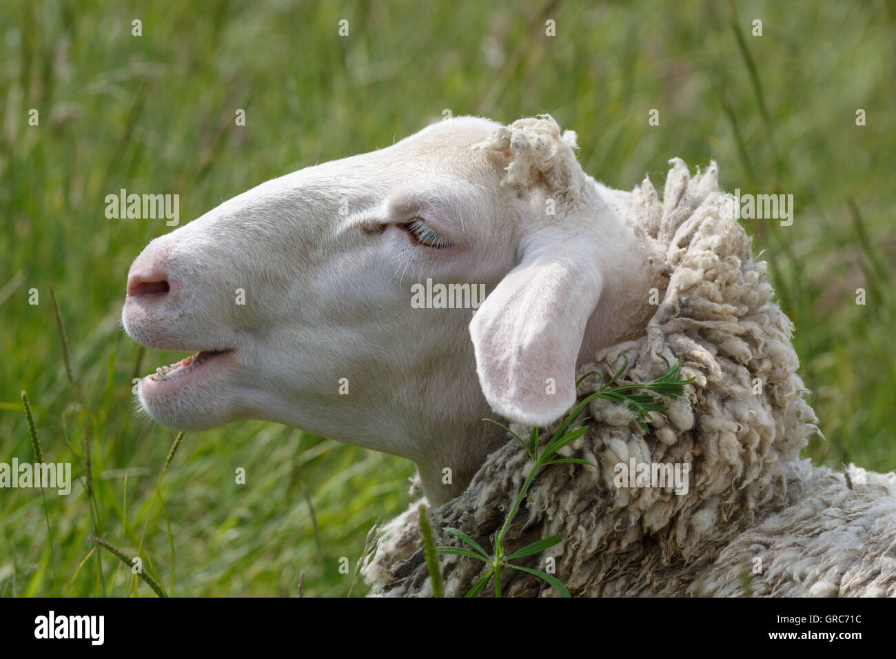 Merino Sheep Portrait Stock Photo - Alamy