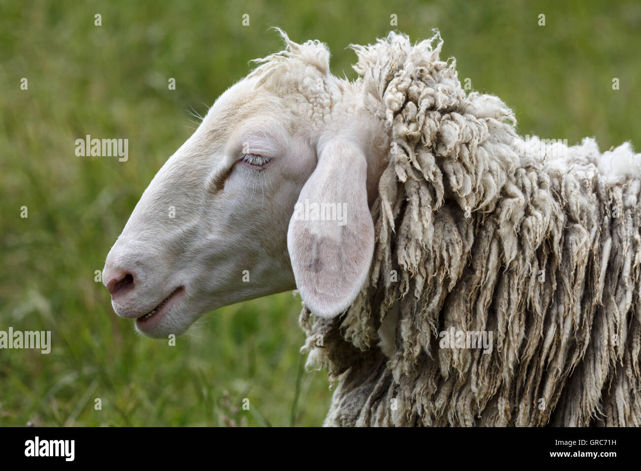 Merino sheep hi-res stock photography and images - Alamy
