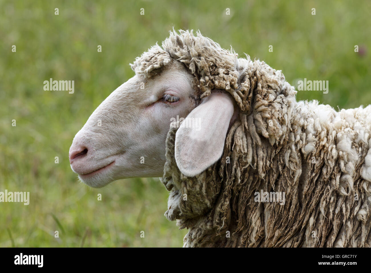 Wurttemberg sheep hi-res stock photography and images - Alamy