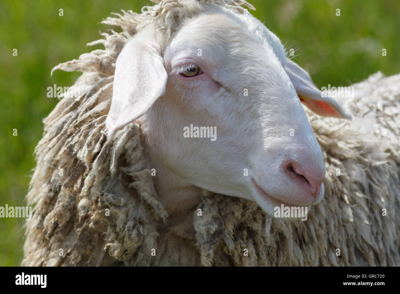 Merino sheep germany hi-res stock photography and images - Alamy