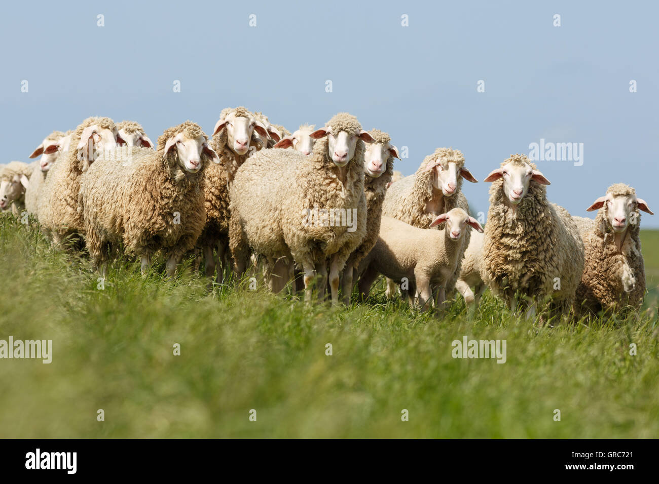 Herd of merino sheep hi-res stock photography and images - Alamy