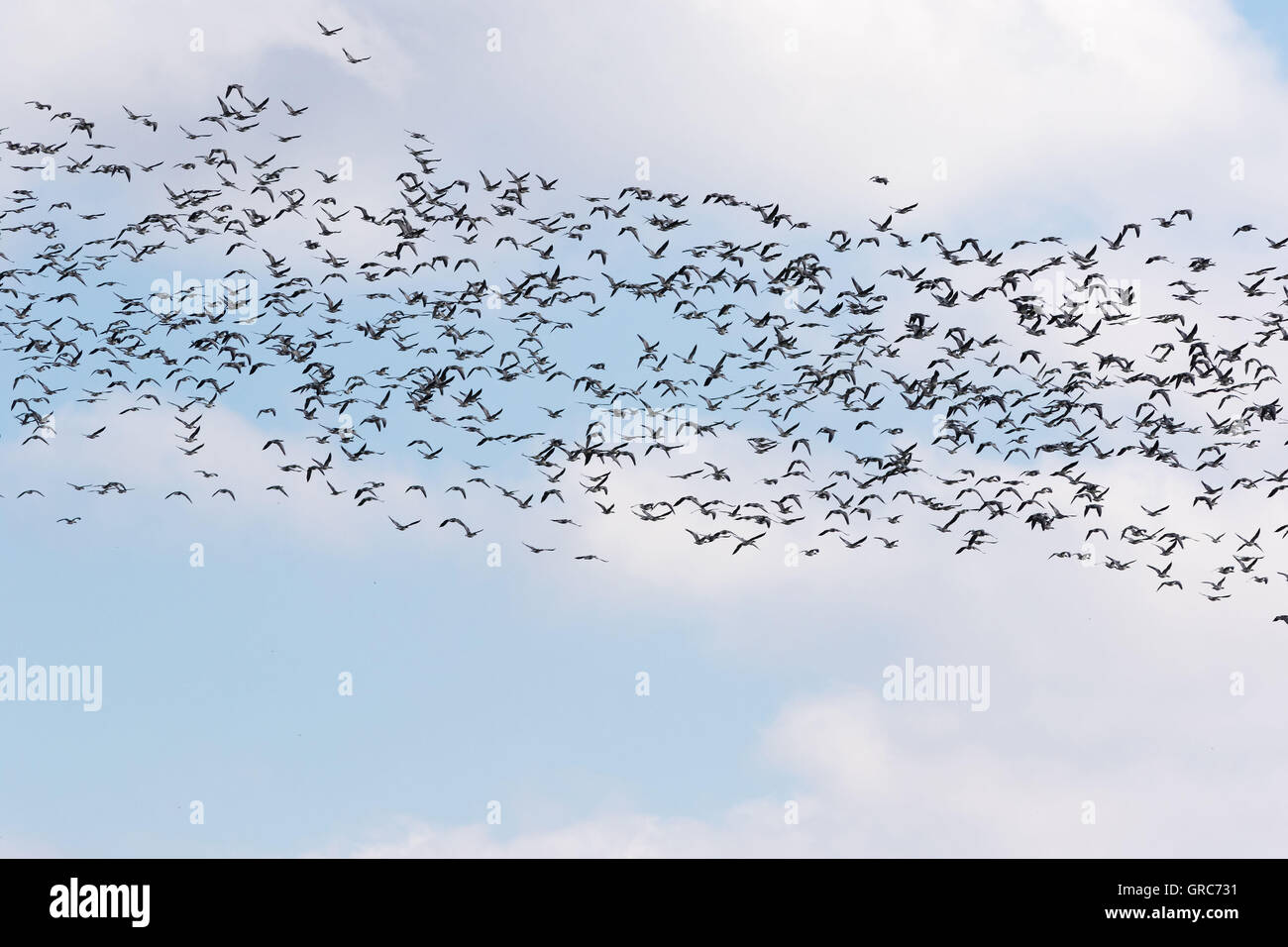Wild Geese In The Swarm Stock Photo - Alamy