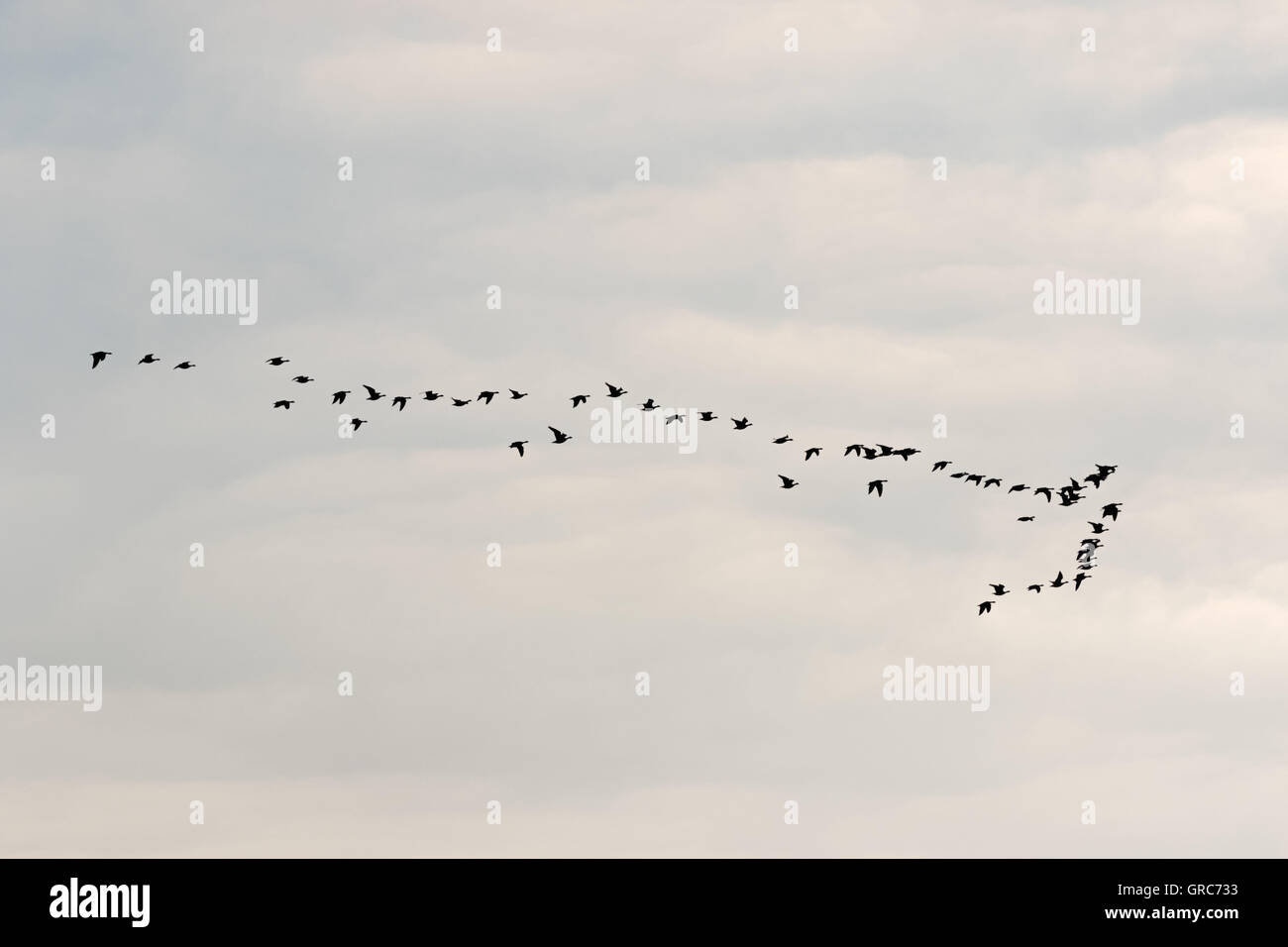 Wild Geese In The Swarm Stock Photo - Alamy