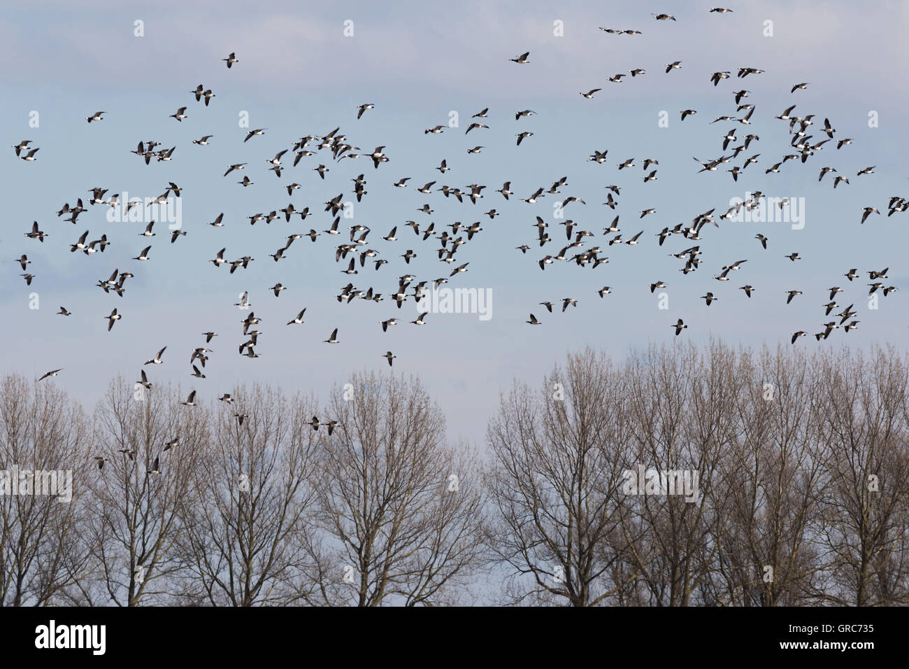 Wild Geese In The Swarm Stock Photo - Alamy