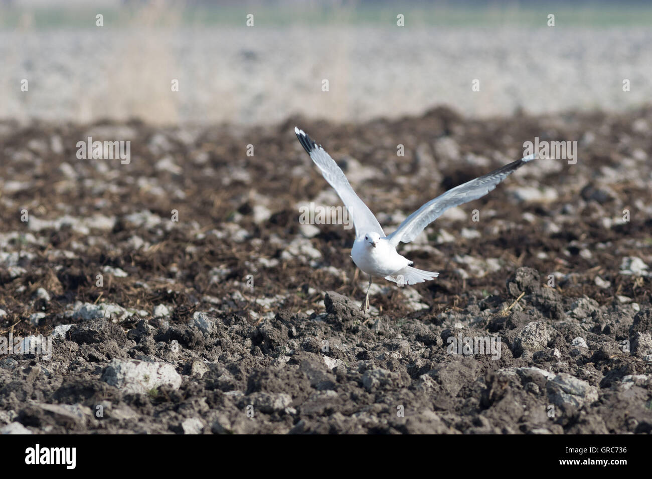 Common Gull Flying Stock Photo - Alamy