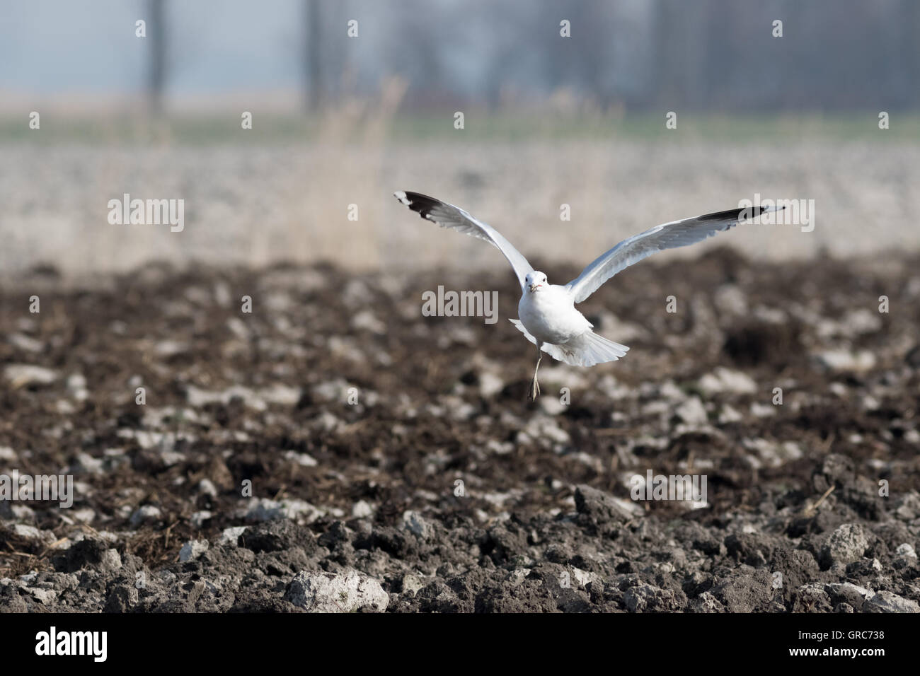 Common Gull Flying Stock Photo - Alamy