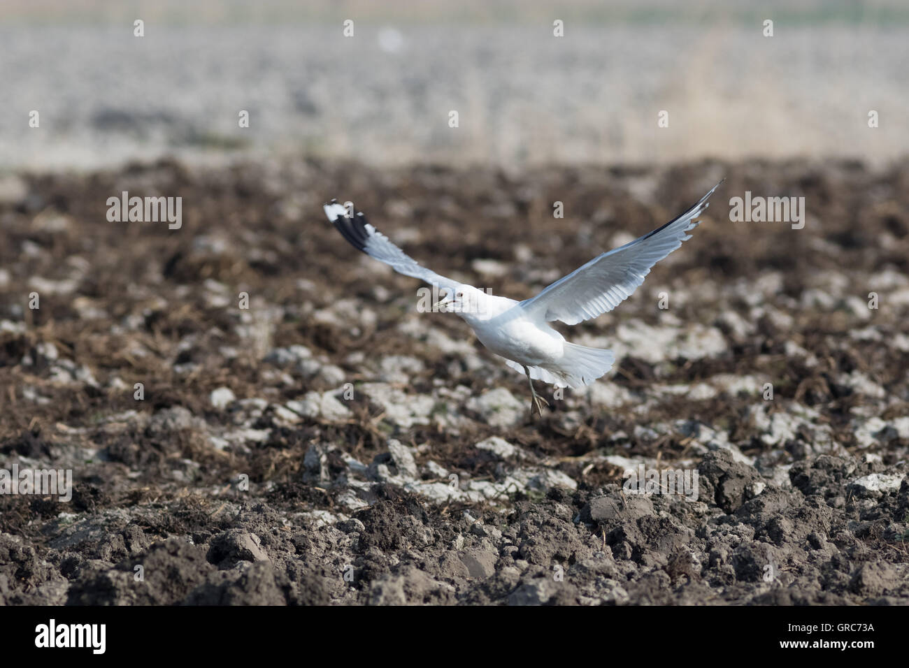 Common gull flying hi-res stock photography and images - Alamy