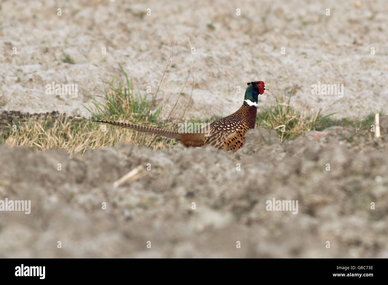 Pheasant in habitat hi-res stock photography and images - Alamy