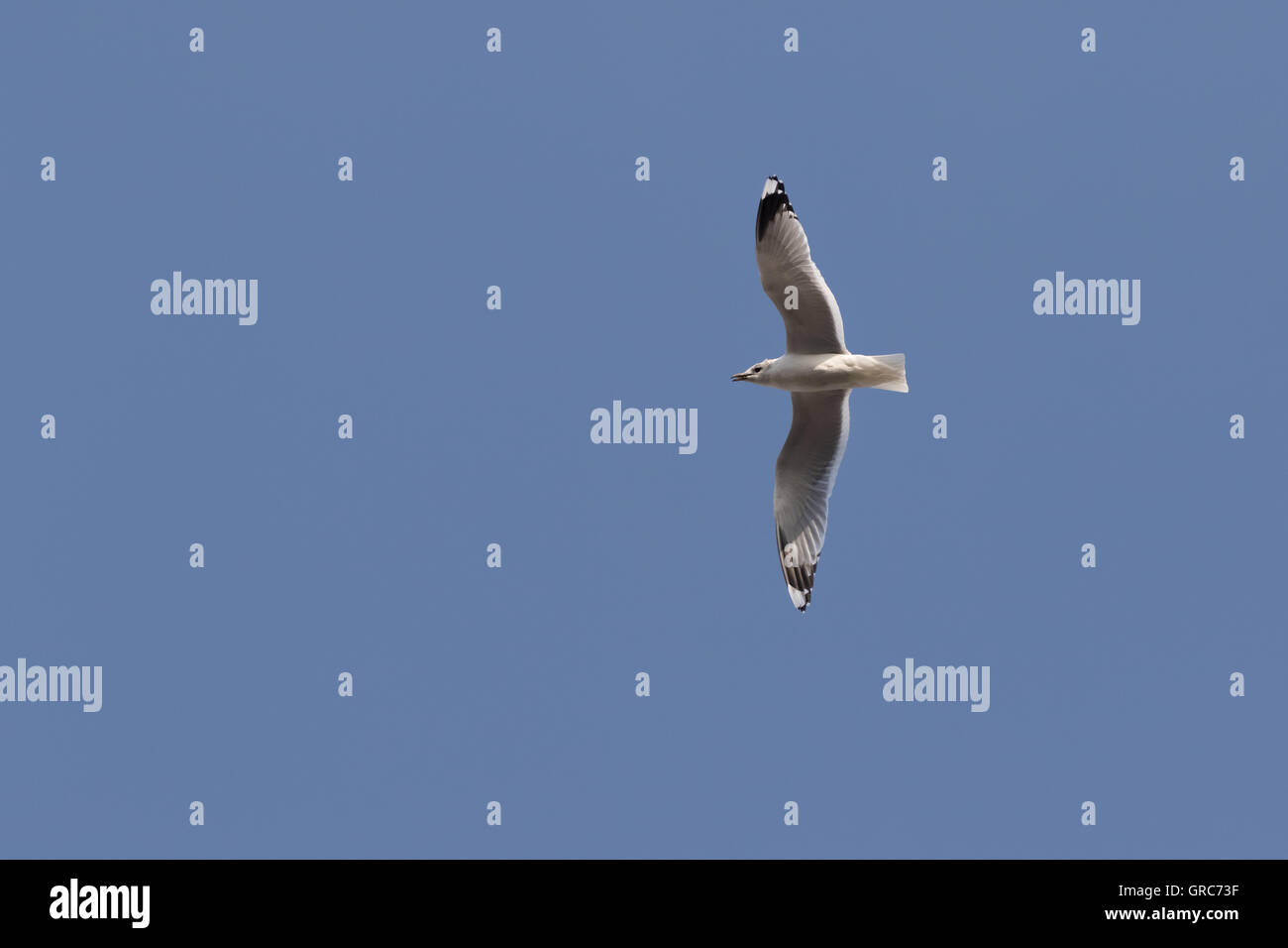 Common Gull In Flight Stock Photo - Alamy