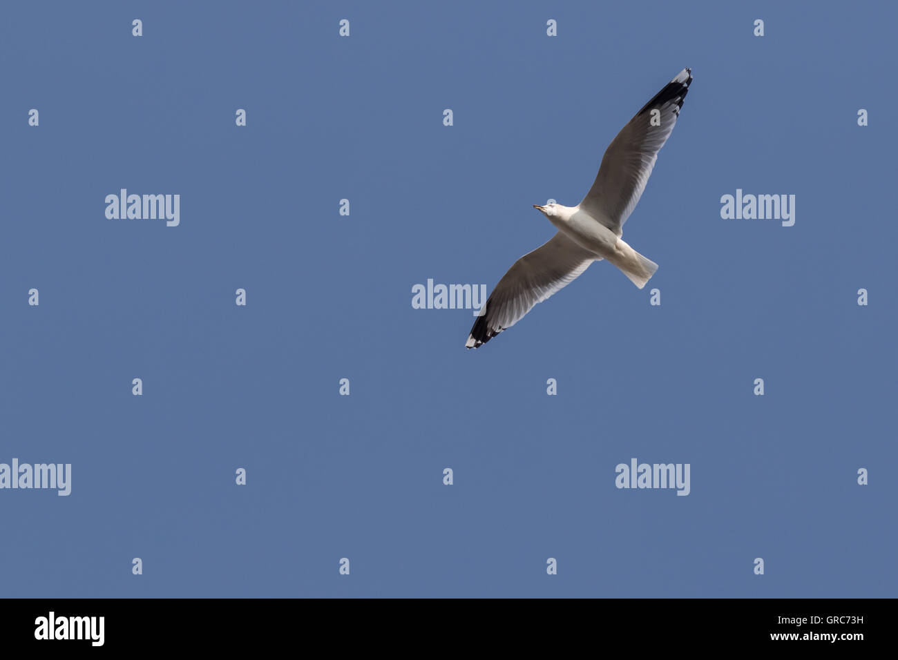 Common Gull Flying Stock Photo - Alamy