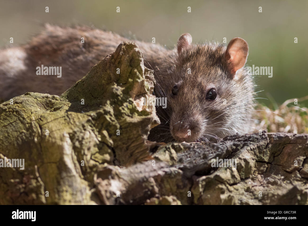 Brown rat foraging hi-res stock photography and images - Alamy