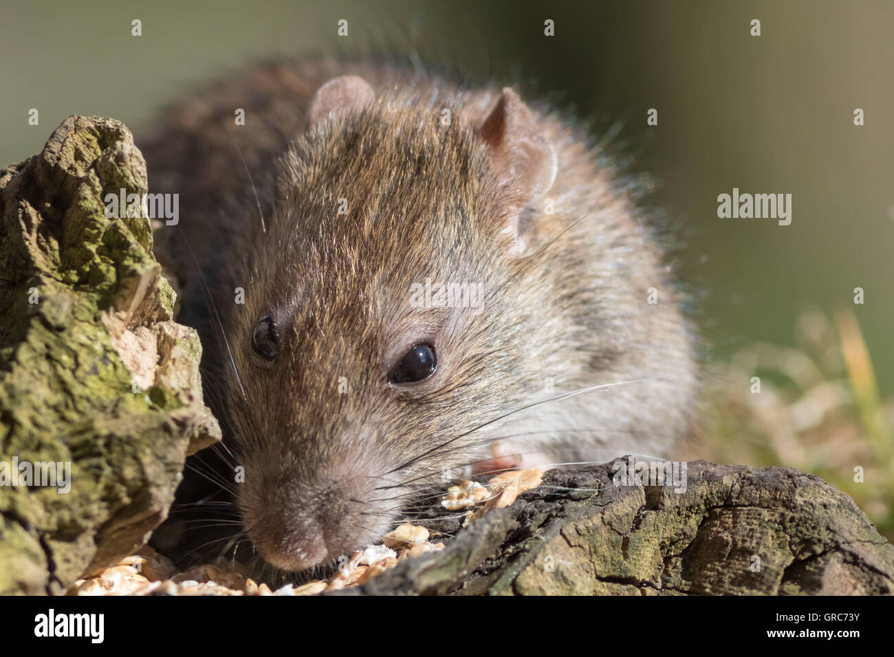 Brown vectors hi-res stock photography and images - Alamy