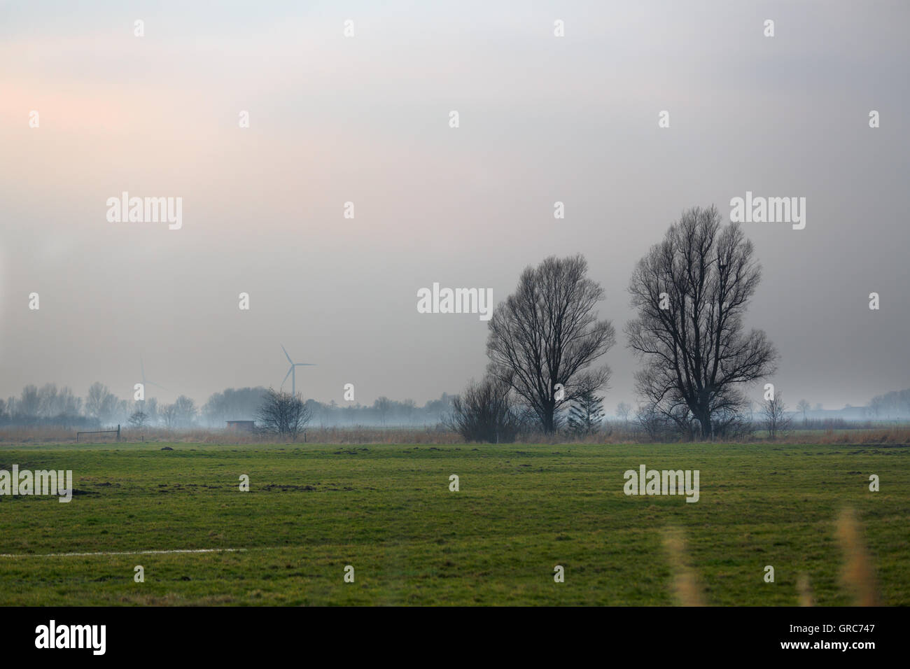 Trees In The Pasture Stock Photo - Alamy