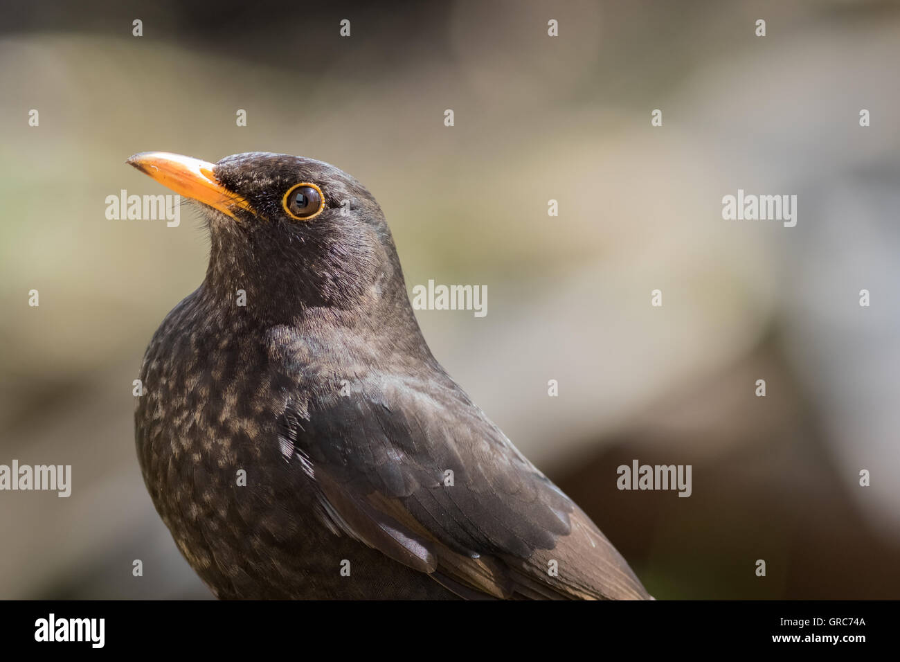 Blackbird chirping hi-res stock photography and images - Alamy