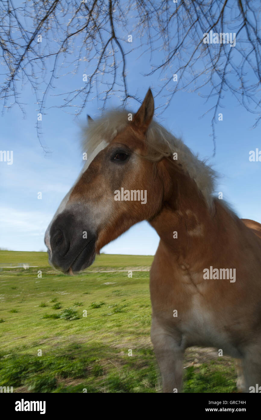 Haflinger stallion hi-res stock photography and images - Alamy