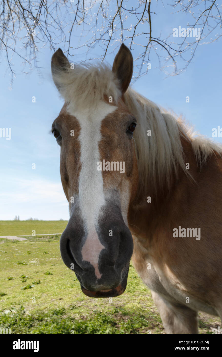 Haflinger stallion hi-res stock photography and images - Alamy