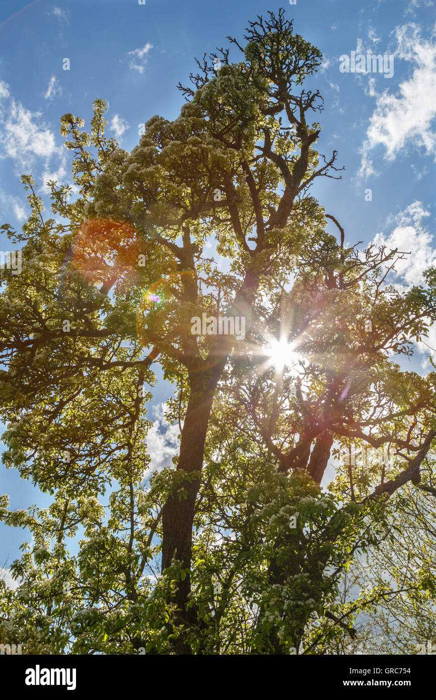 Flowering Pear Tree In Backlight Stock Photo - Alamy