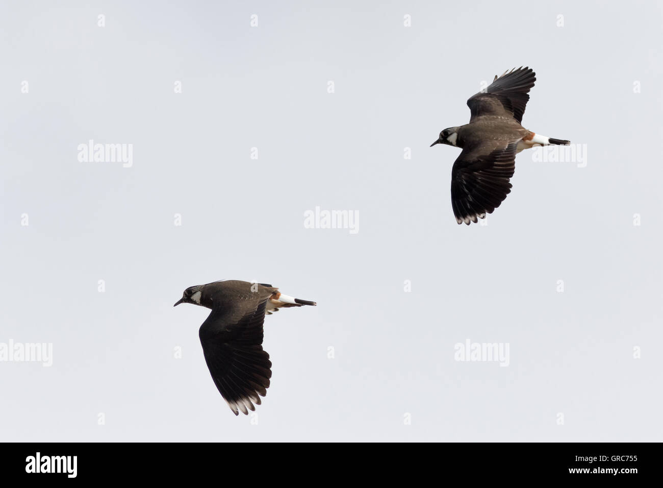 Lapwing In Flight Stock Photo - Alamy