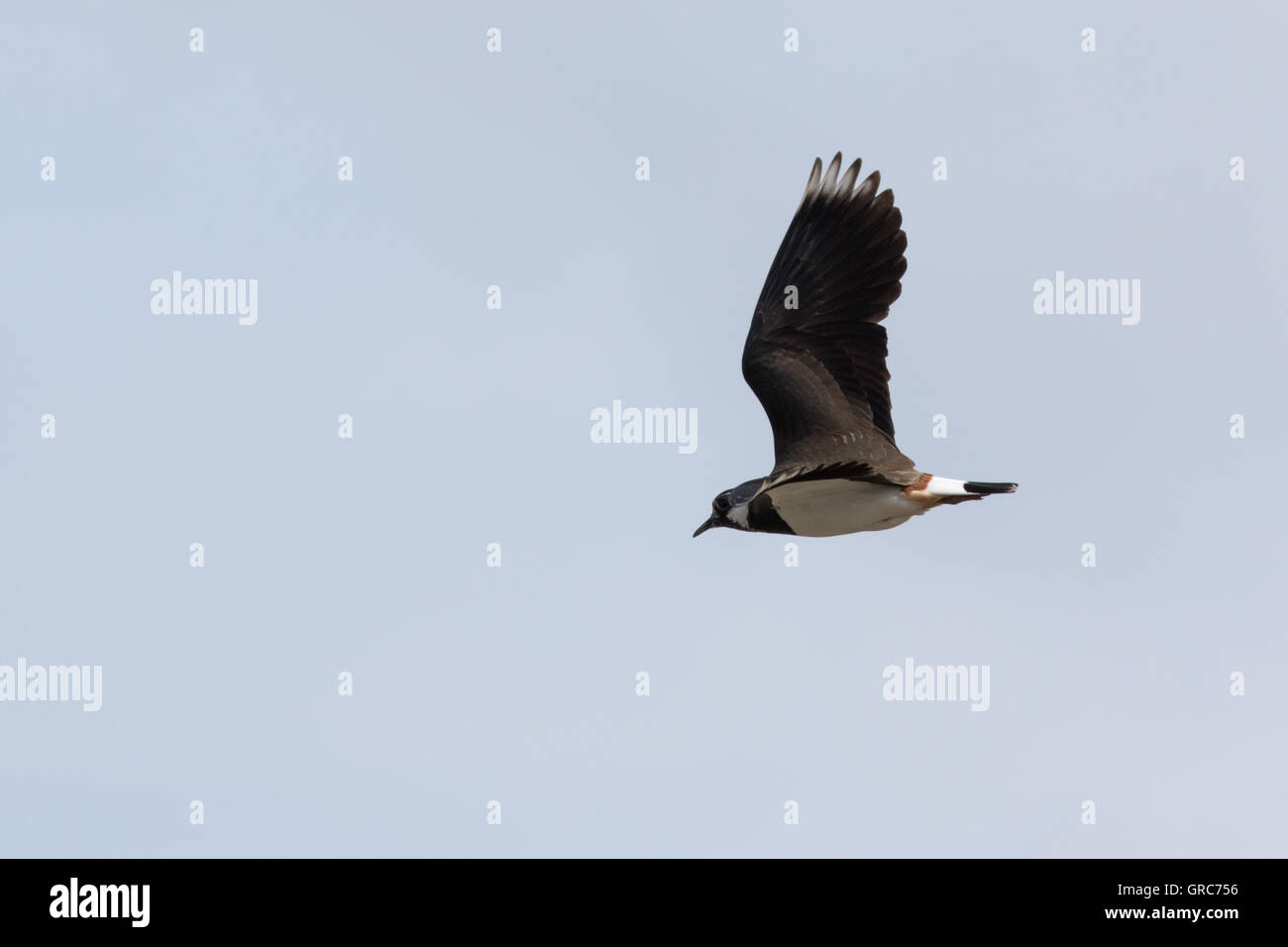 Lapwing In Flight Stock Photo - Alamy