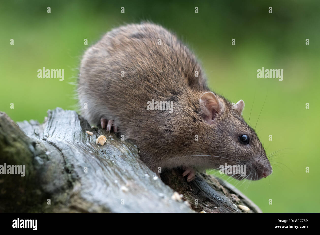 Brown Rat Foraging Stock Photo - Alamy
