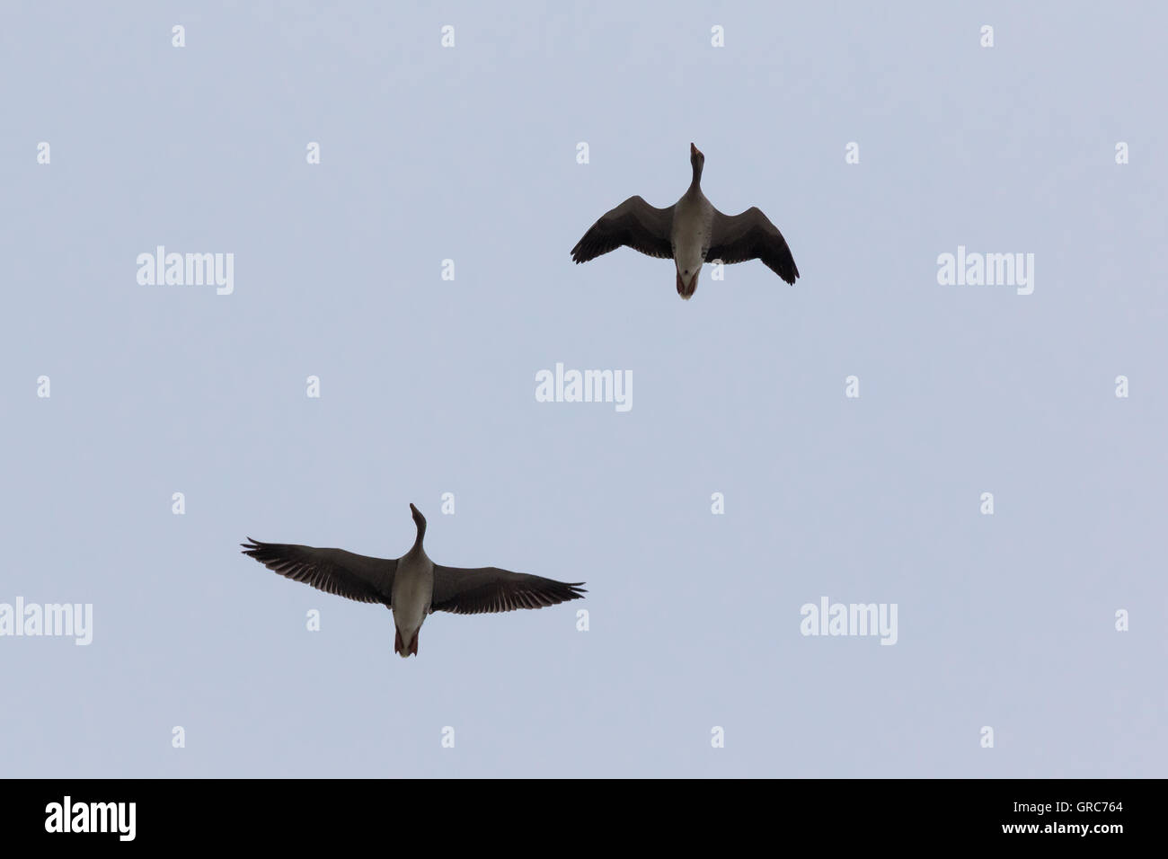 Geese in flight hi-res stock photography and images - Alamy