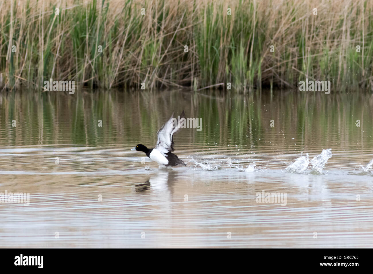 Flying up hi-res stock photography and images - Alamy