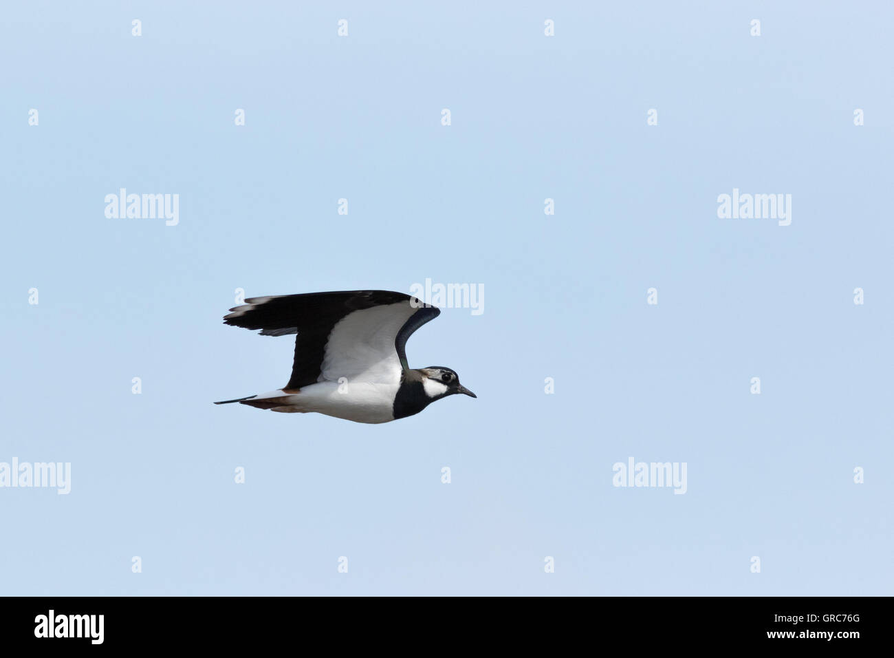 Lapwing In Flight Stock Photo - Alamy
