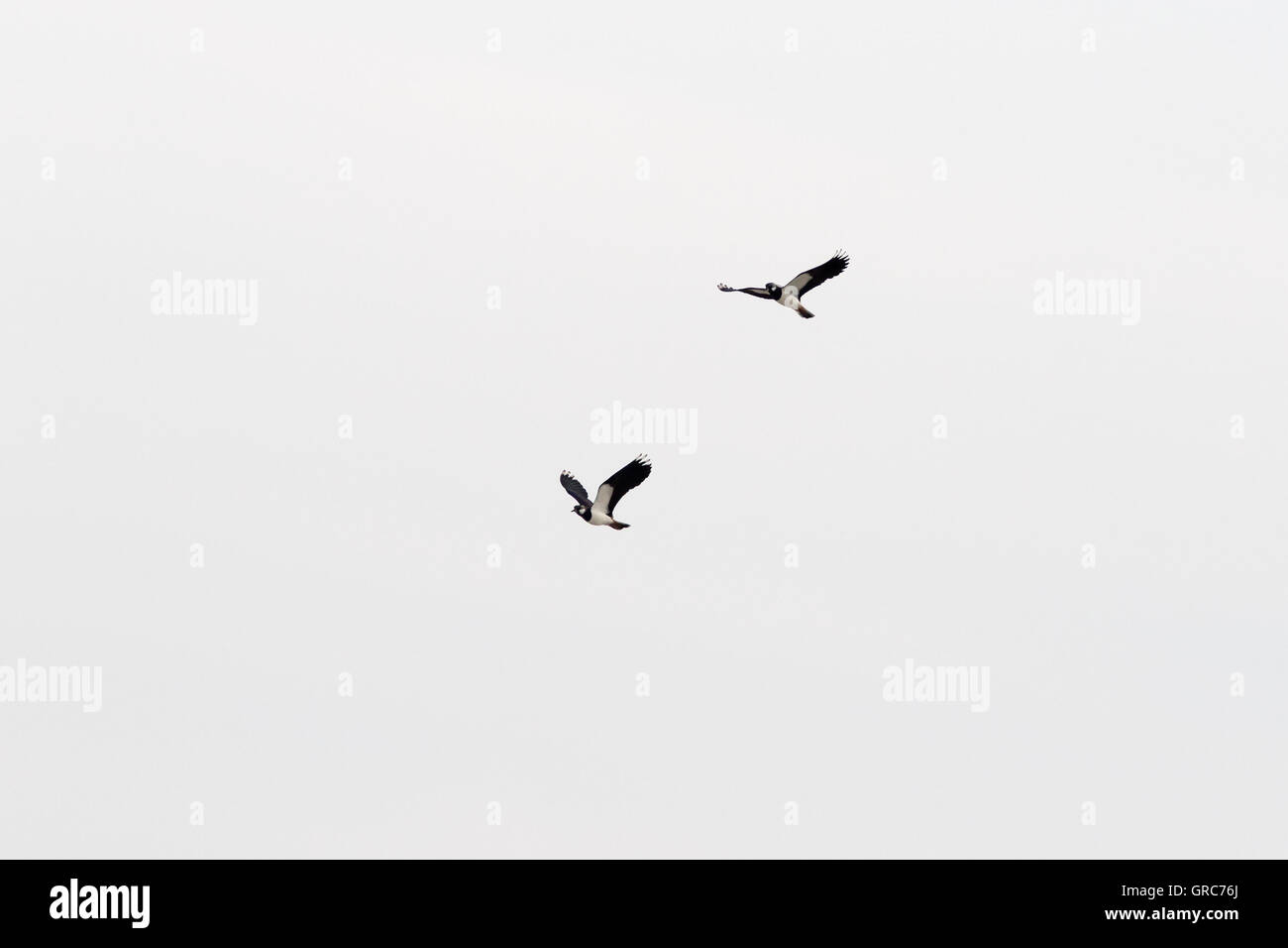 Lapwing In Flight Stock Photo - Alamy