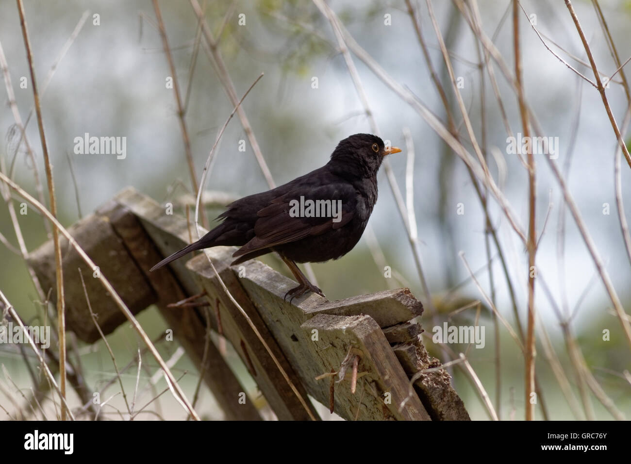 Blackbird chirping hi-res stock photography and images - Alamy