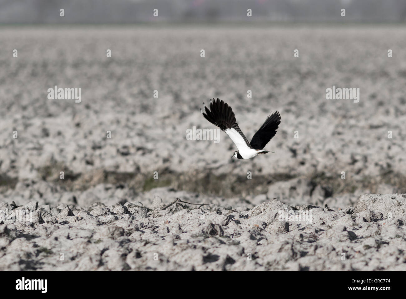 Lapwing In Flight Stock Photo - Alamy