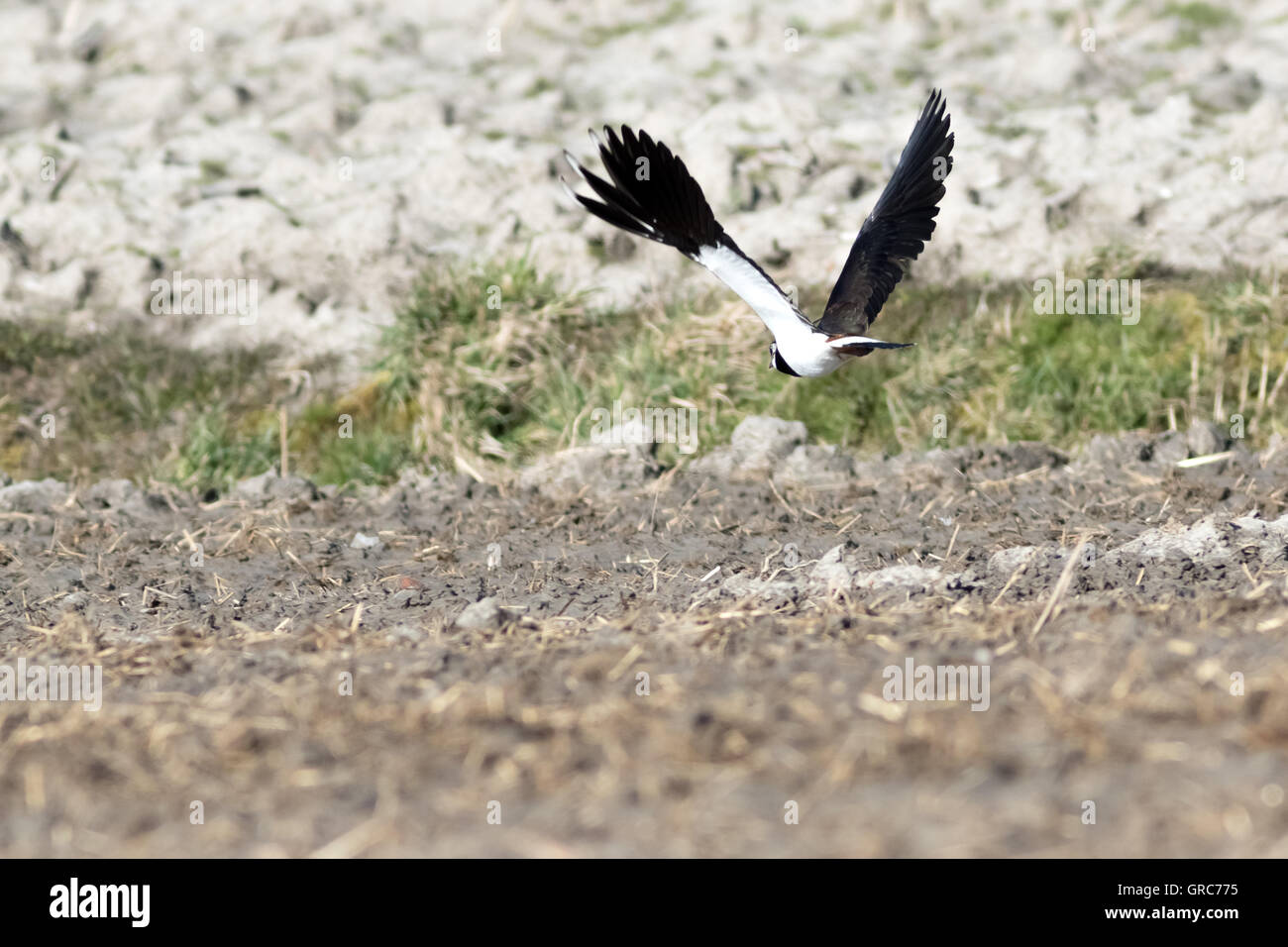Lapwing In Flight Stock Photo - Alamy