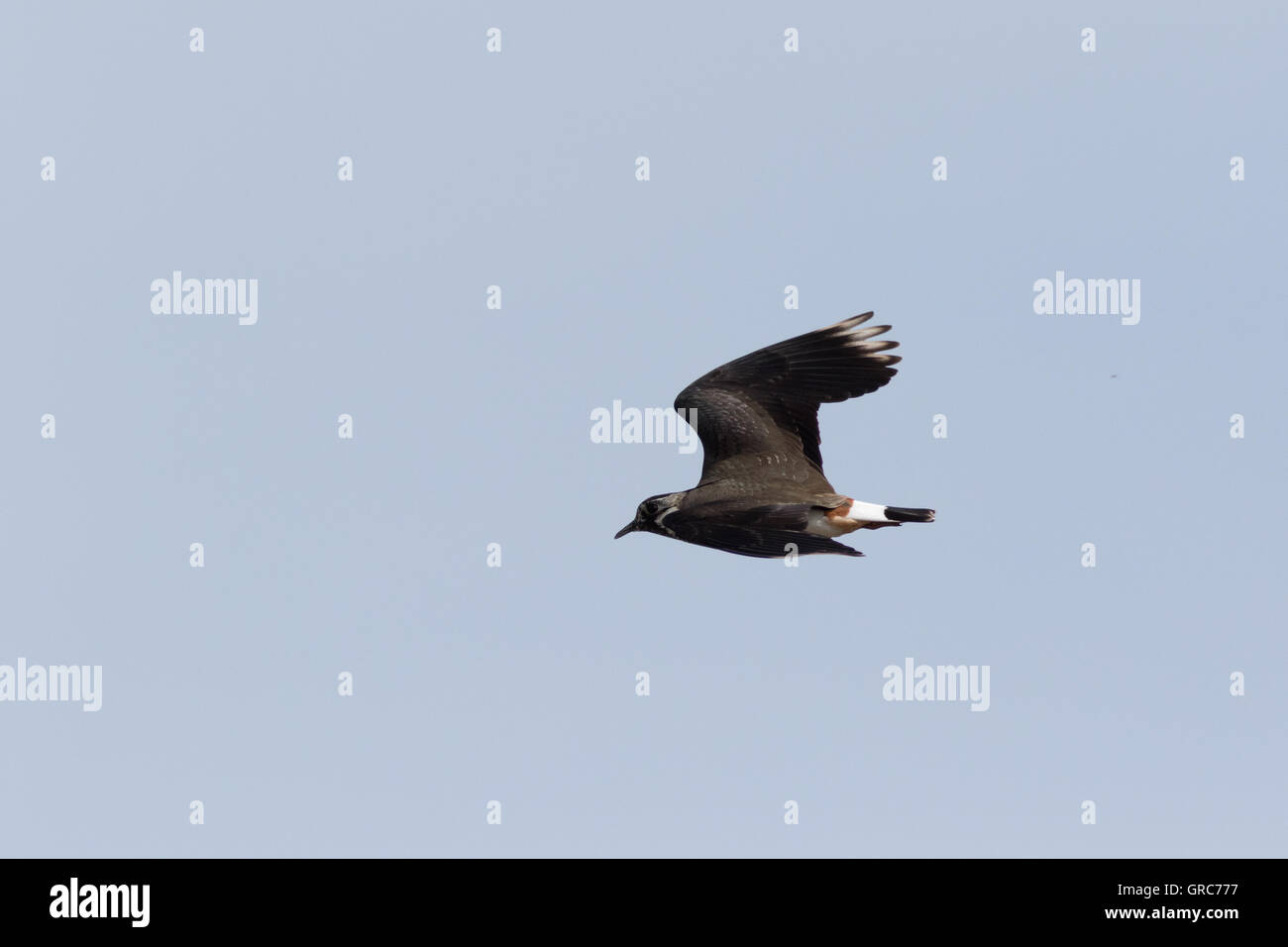 Lapwing In Flight Stock Photo - Alamy