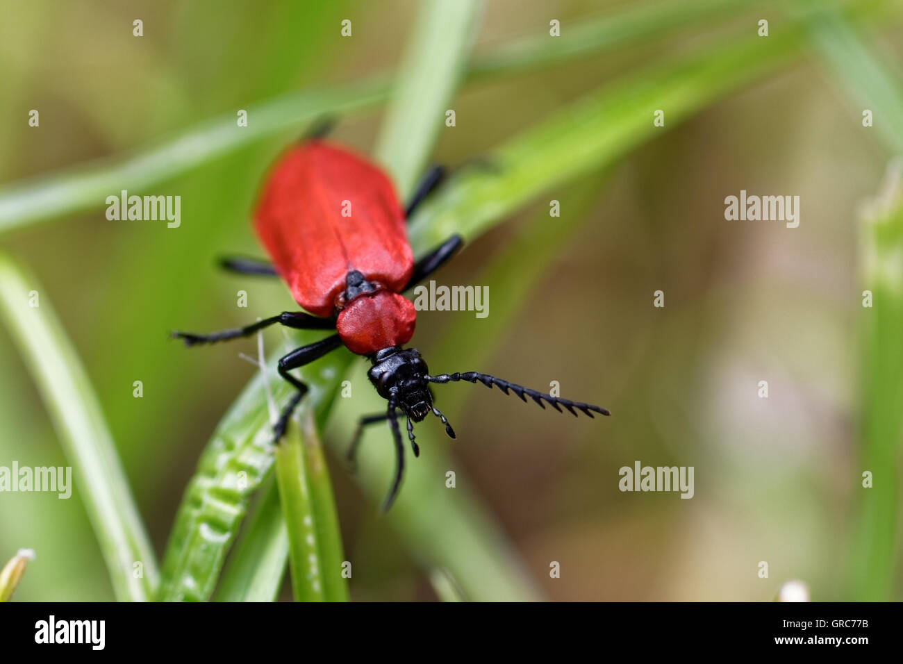 Fire beetle hi-res stock photography and images - Alamy