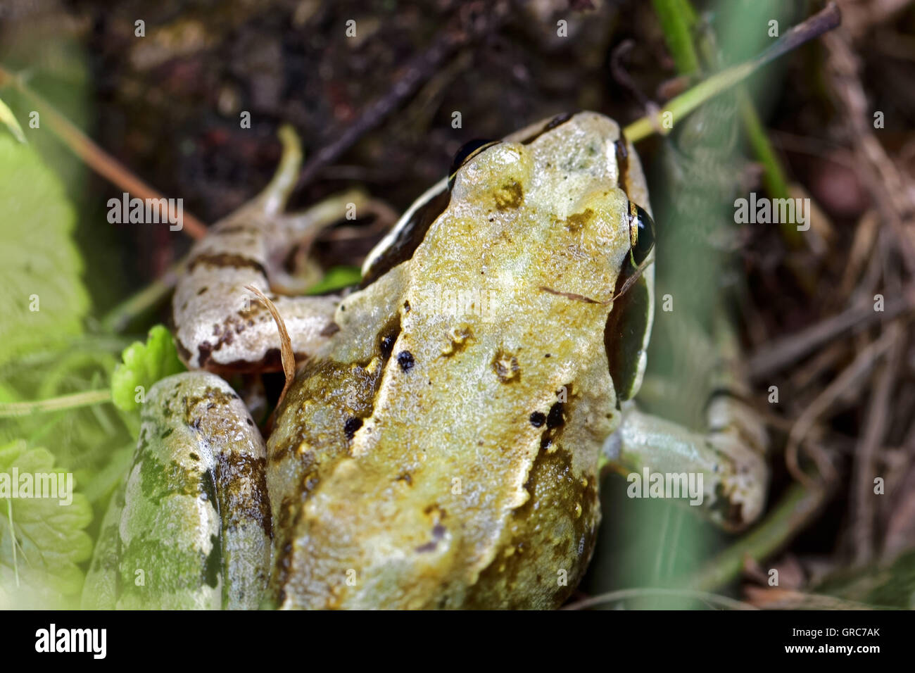 Common field frog hi-res stock photography and images - Alamy